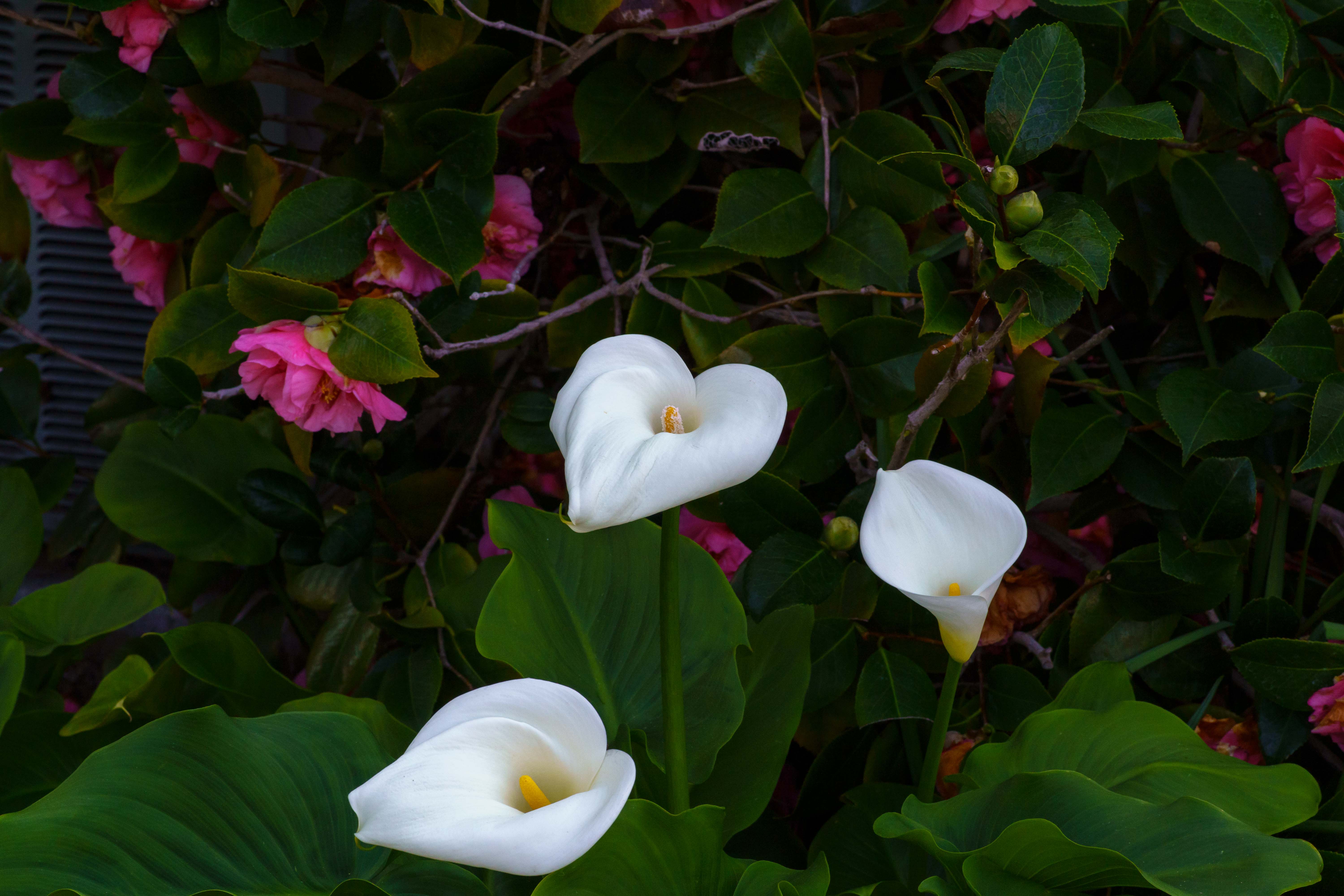 Sony A7iii with Adapted Minolta 100mm f2.8 Macro & Minolta 100-400 f4.5 ...