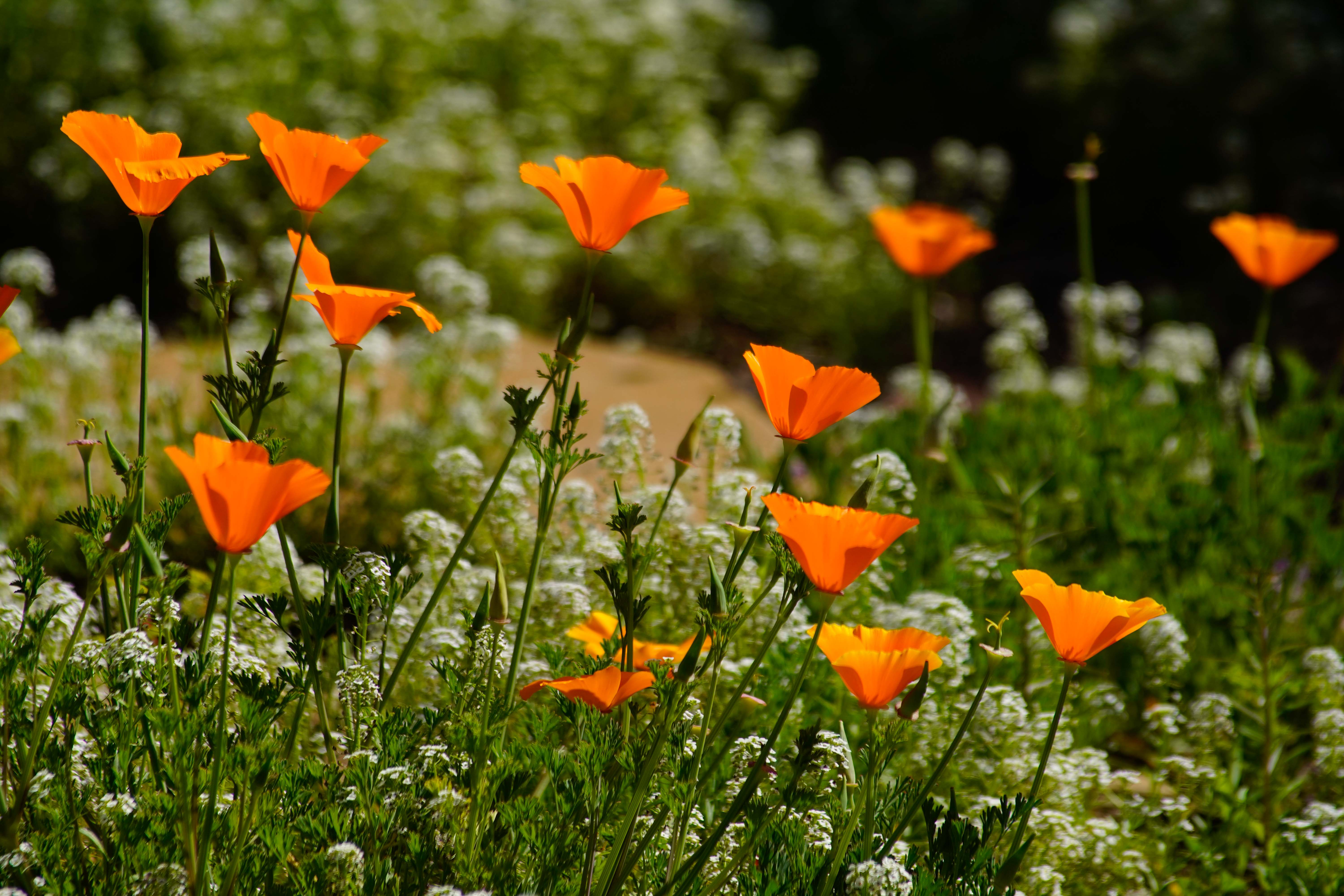 Sony A7iii with Adapted Minolta 100mm f2.8 Macro & Minolta 100-400 f4.5 ...